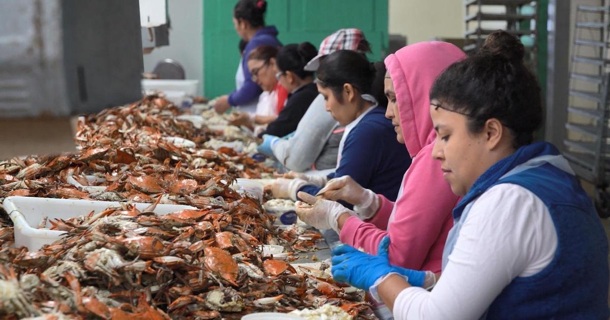 Chesapeake Bay Week | Maryland Crabs: Tradition & Taste | PBS