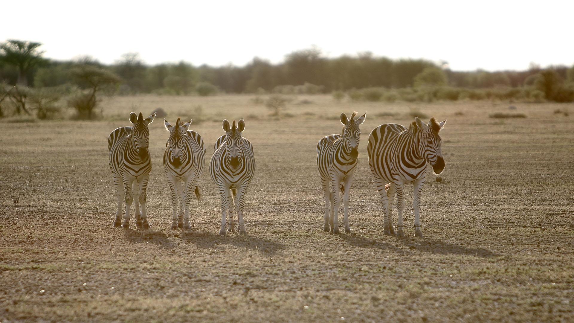 Awaiting at the Zebra Finish Line | Nature's Great Race | THIRTEEN ...