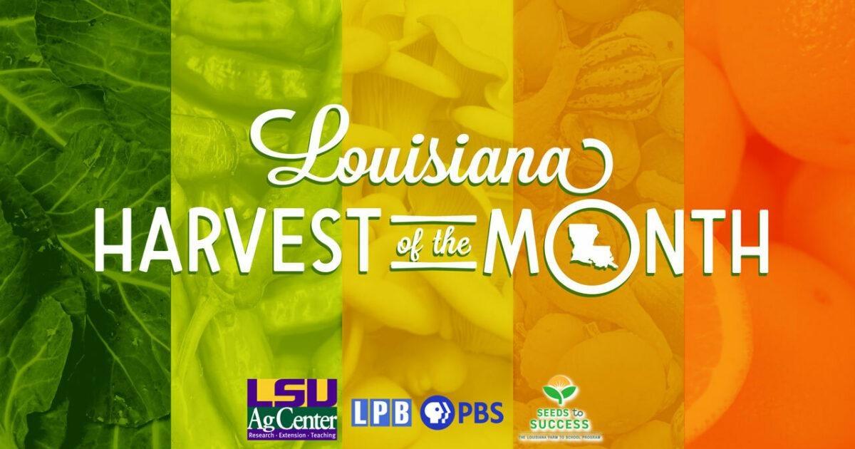 Louisiana Public Broadcasting Presents | Louisiana: Harvest of the ...