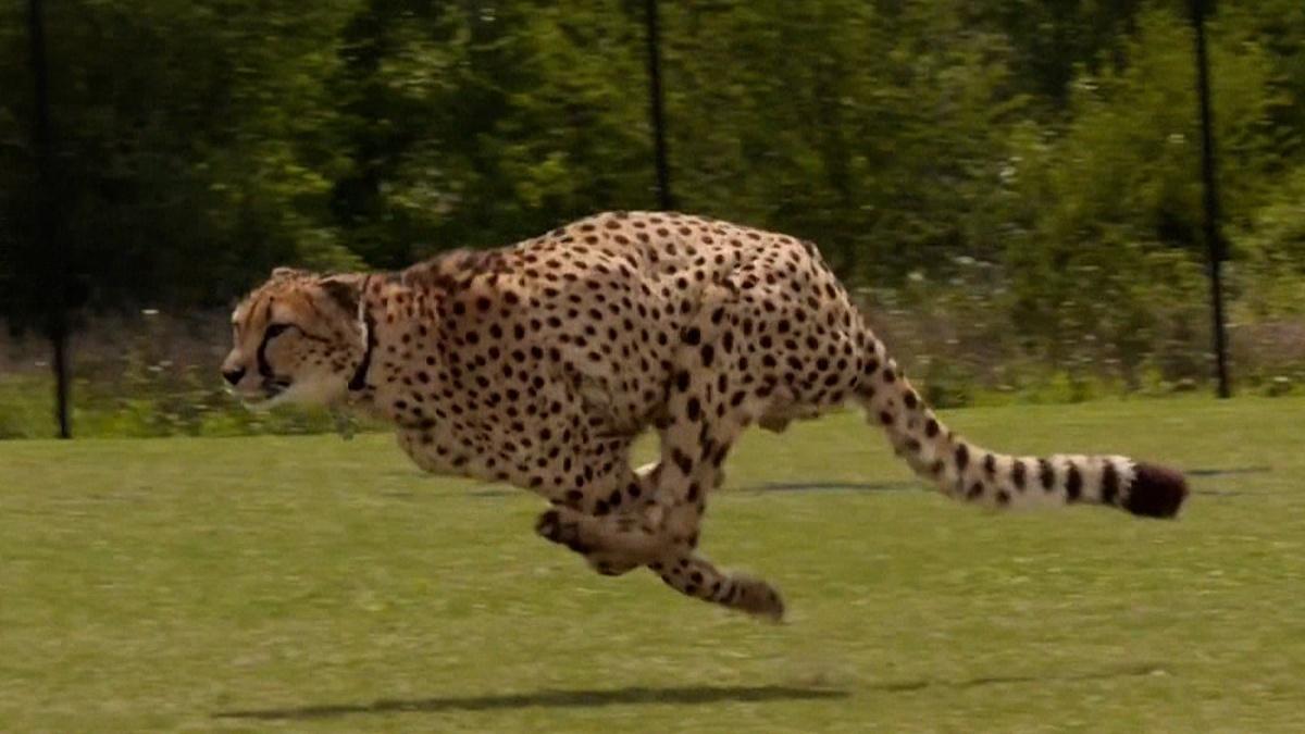 ANIMAL MOVEMENTS: CHEETAH | Let's Learn | NJ PBS