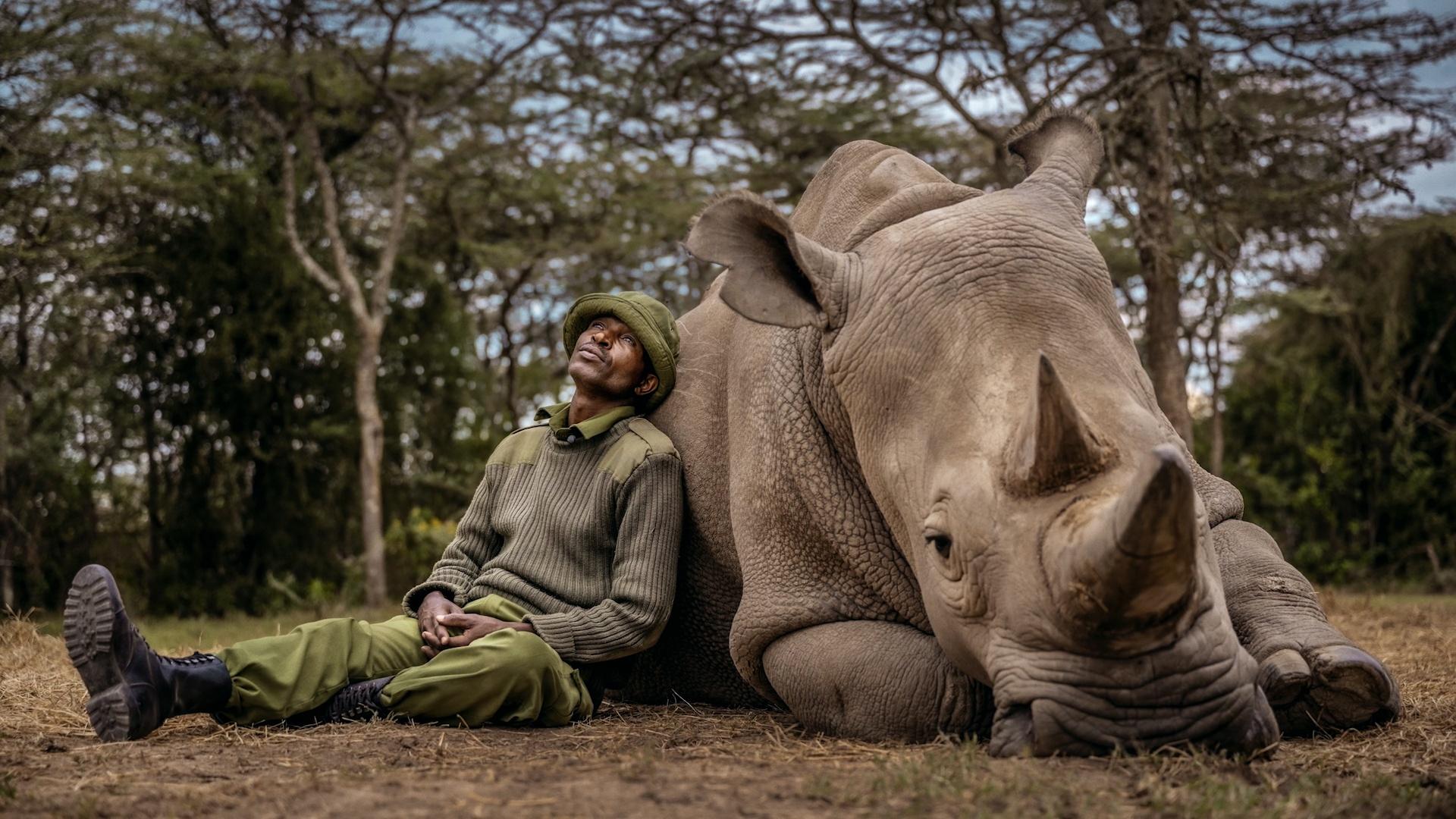 The Northern White Rhino Rescue Mission | Human Footprint | THIRTEEN ...
