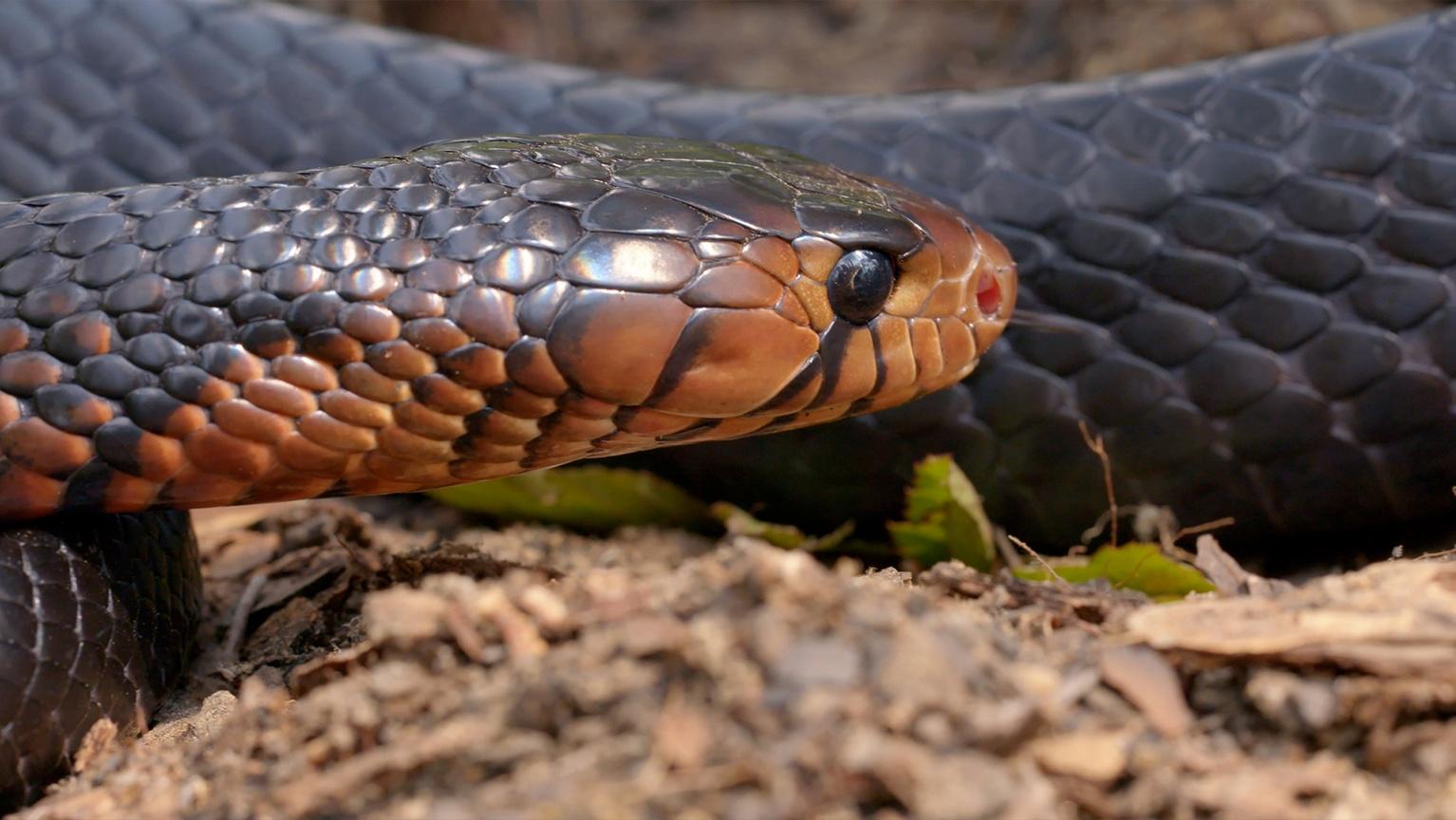 WILD HOPE Collection | Nature | PBS