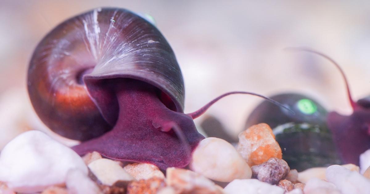 SCI NC | Rewilding the Magnificent Ramshorn Snail | PBS