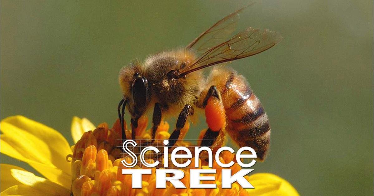 Science Trek | Bees: It's Alive! | SDPB