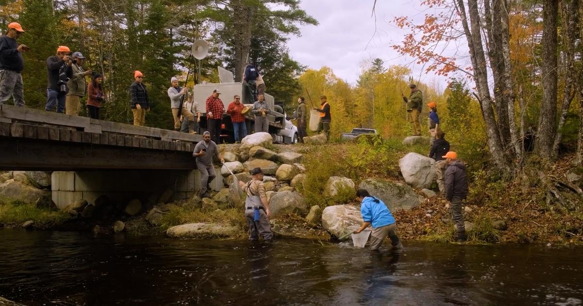 Maine Public Film Series | Salmon Restoration on the Penobscot River | WPSU