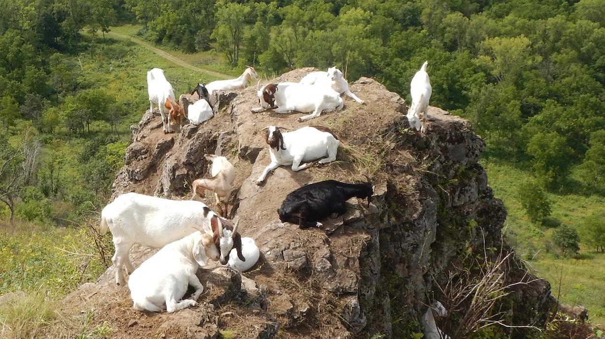 Goat Prairies | Watch on PBS Wisconsin