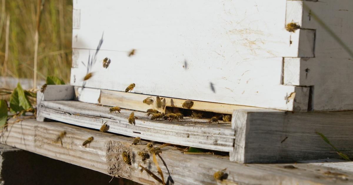 This Is Utah | Hive Hope | Season 3 | Episode 3 | PBS