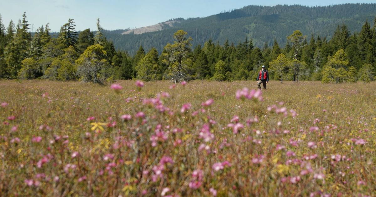 Oregon Field Guide | Crowberry Bog | Season 36 | Episode 1 | OPB