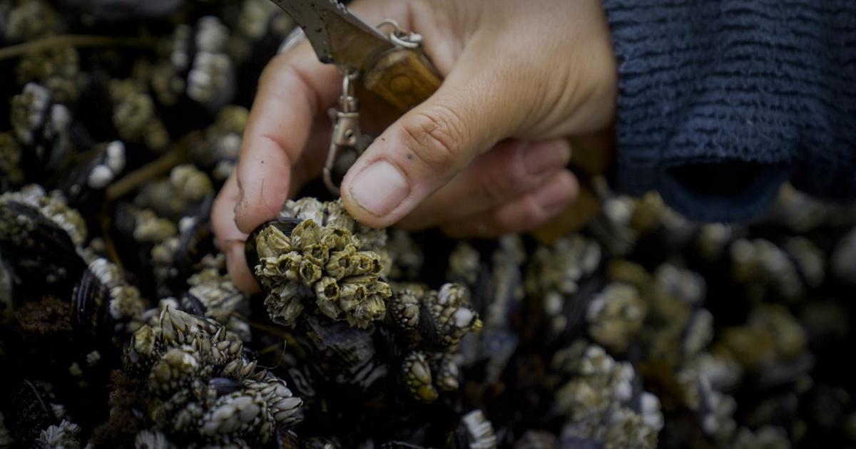 Oregon Field Guide | Coastal Foraging | Season 36 | Episode 9 | PBS