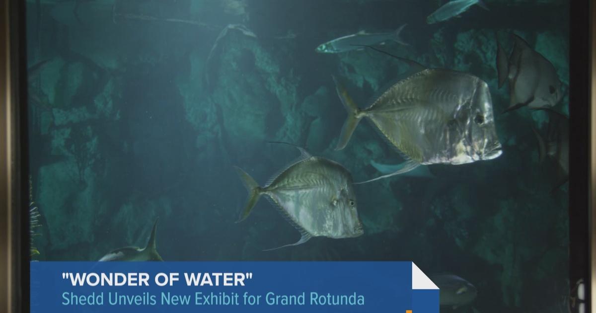 Chicago Tonight: Latino Voices | Shedd Aquarium Debuts ‘Wonder of Water ...