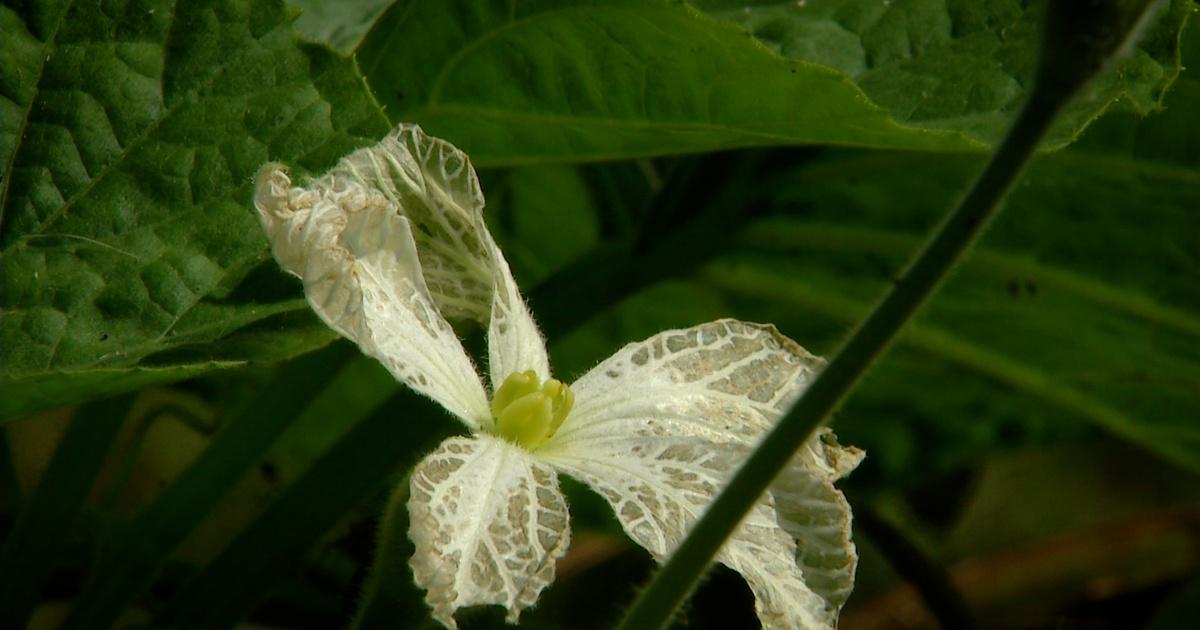 Virginia Home Grown | Night Pollination in the Vegetable Garden ...