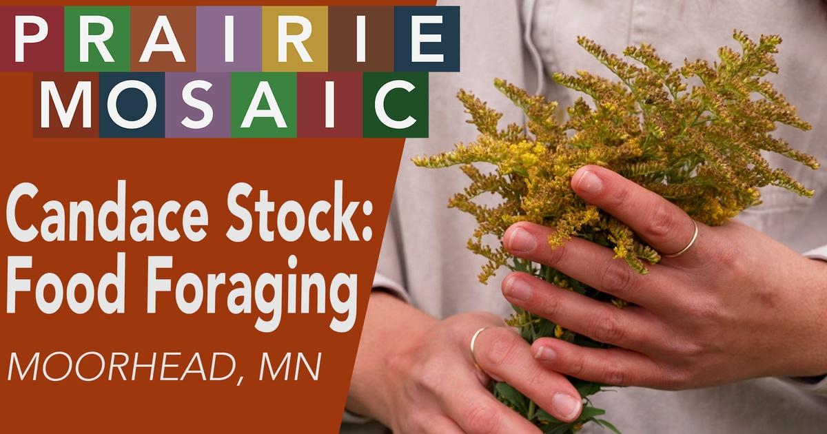 Prairie Public Shorts | Candace Stock: Food Foraging in Minnesota ...