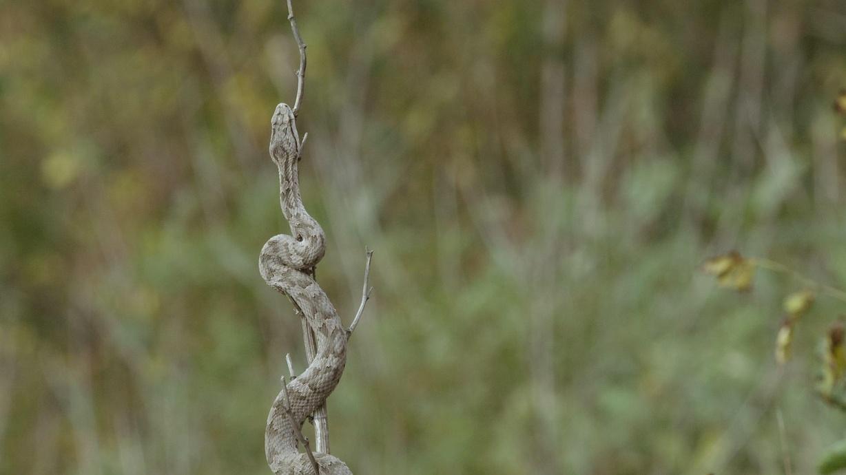 Snake Island | Watch Big Pacific on PBS Wisconsin