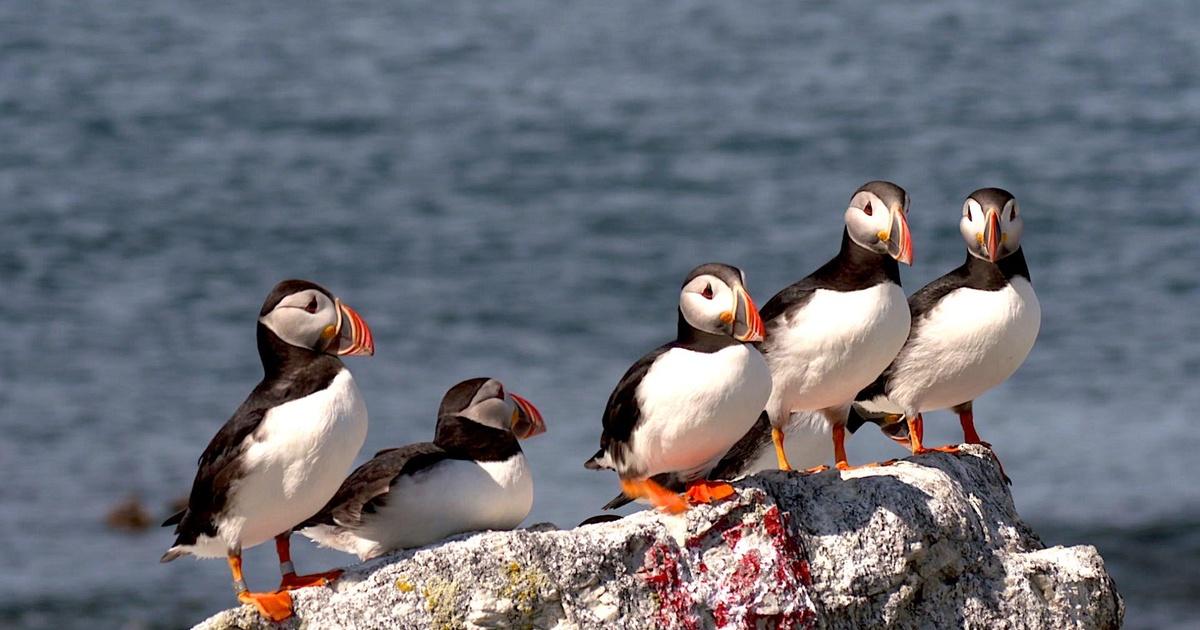 PBS News Hour | As Maine's waters warm, vulnerable puffins face new ...