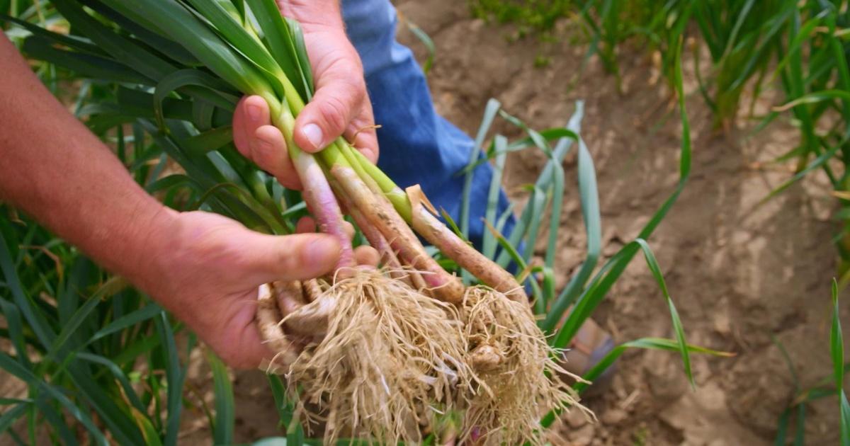 Washington Grown | Garlic | Season 9 | Episode 906 | PBS