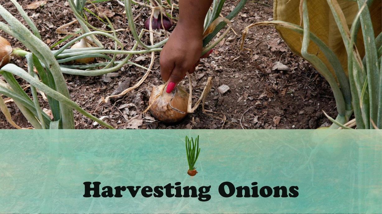Harvesting Onions | Watch on PBS Wisconsin