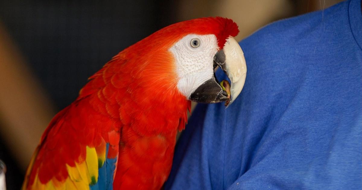 Animal Talk | Rhode Island Parrot Rescue | Season 1 | Episode 3 | PBS