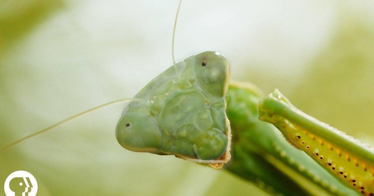 Deep Look | Praying Mantis Love is Waaay Weirder Than You Think ...