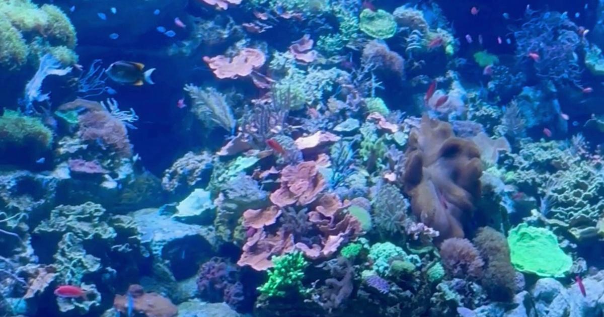 Chicago Tonight | New Exhibit at Shedd Aquarium Highlights Ecosystems | Season 2024 | PBS