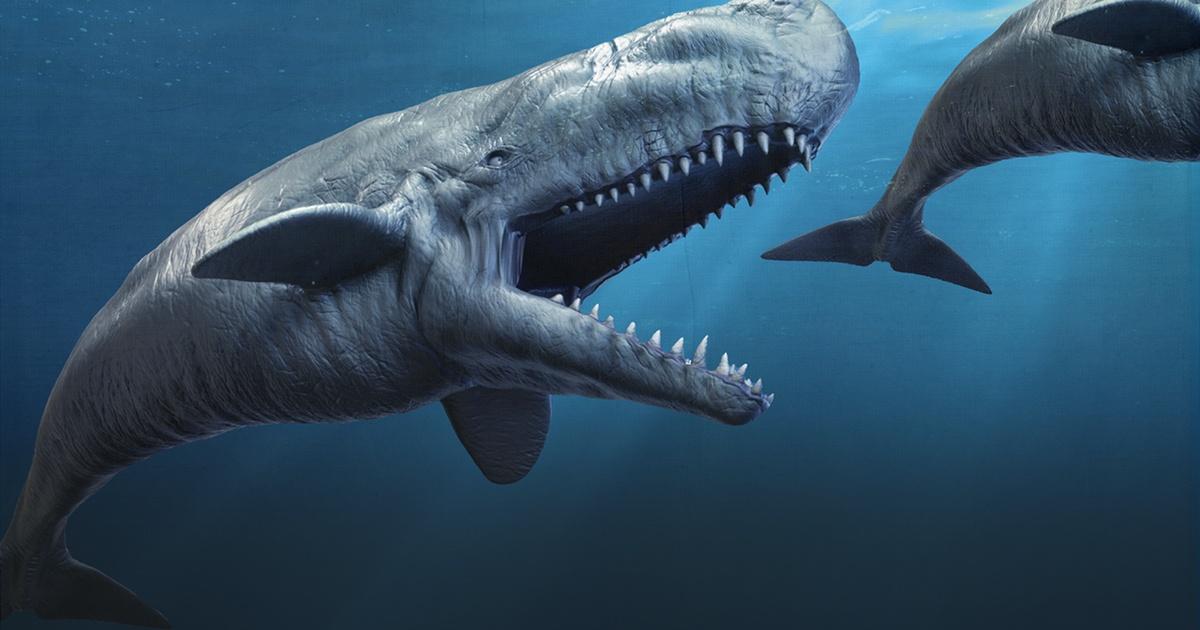 Eons | Could This Sperm Whale Eat The Meg? | Season 7 | Episode 19 | PBS