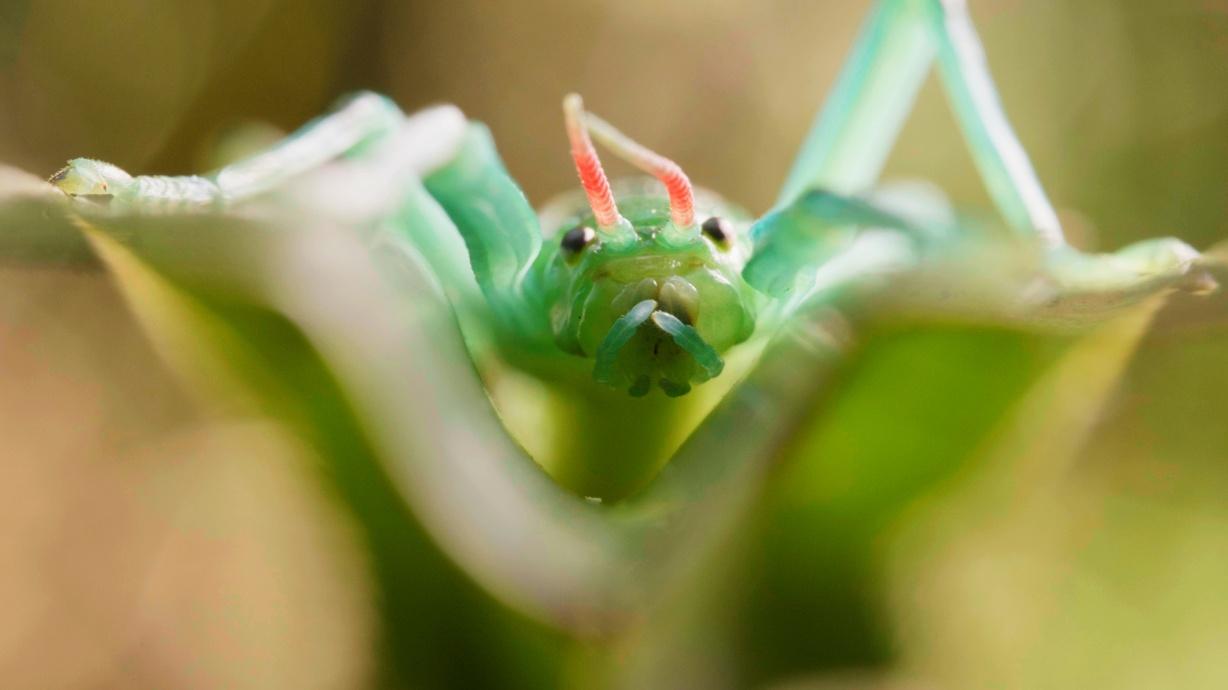 This Stick Insect Has a Peppermint-Scented Secret Weapon | Watch Deep ...