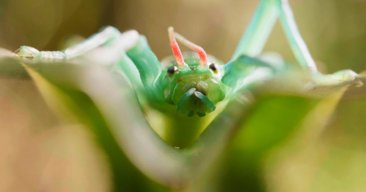 Deep Look | This Stick Insect Has a Peppermint-Scented Secret Weapon ...