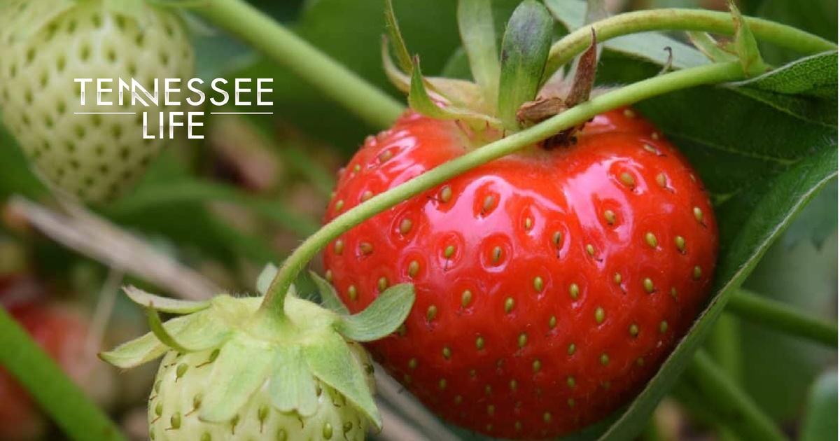 East Tennessee Agriculture Collection | Tennessee Life | PBS