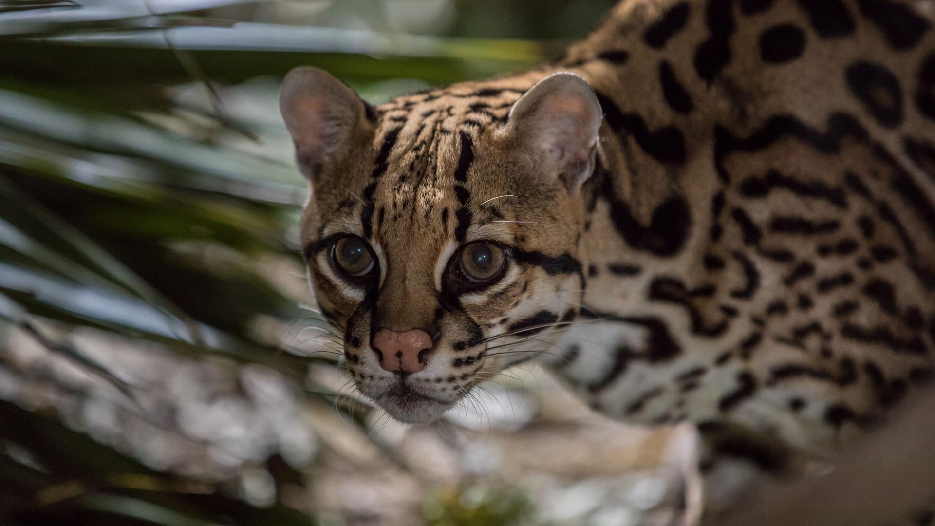 Preview Of American Ocelot Nature Wliw