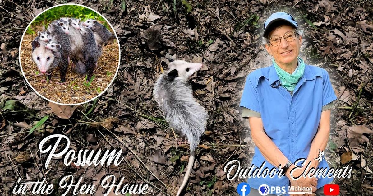 Outdoor Elements | Possum in the Hen House | KERA