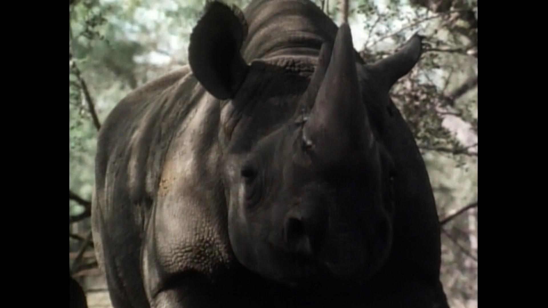 Nature: Rhino on the Run | Cascade PBS