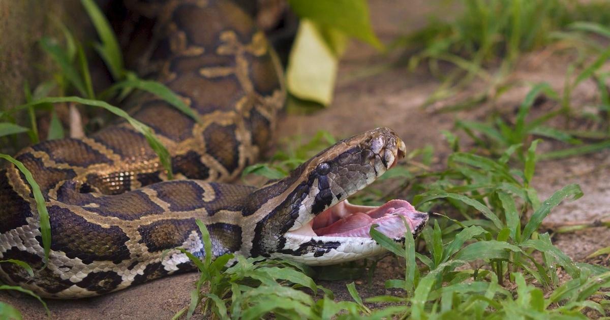 SCI NC | Invasive pythons have nearly eradicated small mammals in the ...