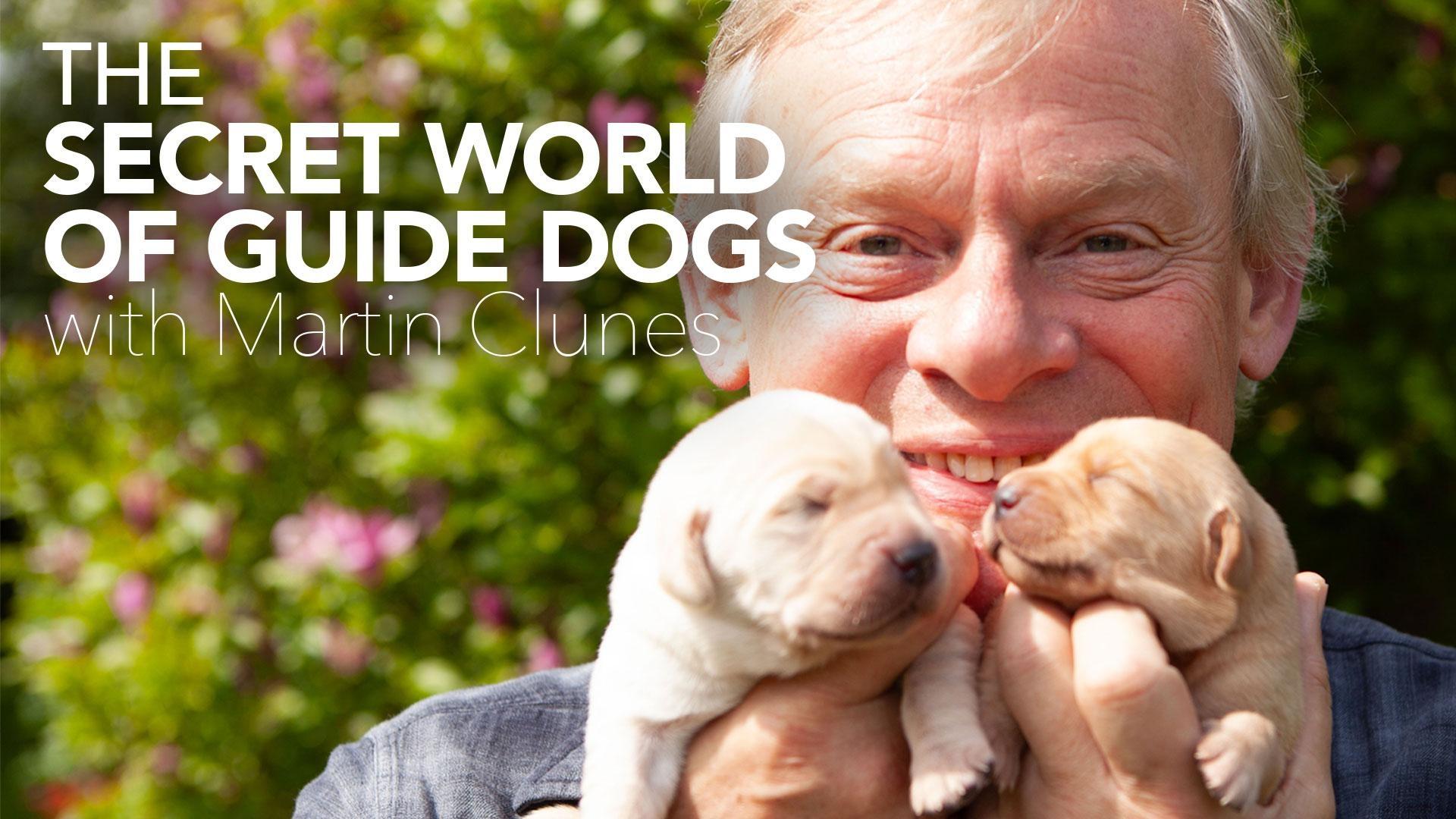 The Secret World of Guide Dogs with Martin Clunes | The Secret World of ...