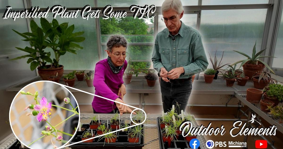 Outdoor Elements | Imperilied Plant Gets Some TLC | PBS
