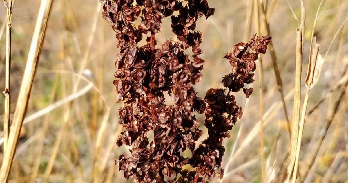 Prairie Sportsman | Fast Forage: Curly Dock | Season 15 | Episode 6 | PBS