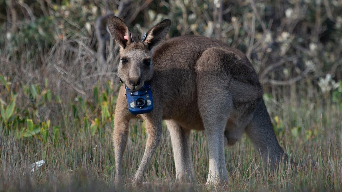 Preview of Animals with Cameras: Australia | Nature | THIRTEEN - New ...