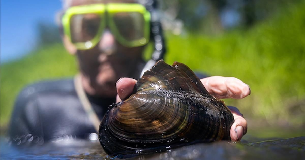 Prairie Sportsman | Building Mussels | Season 14 | Episode 1 | PBS