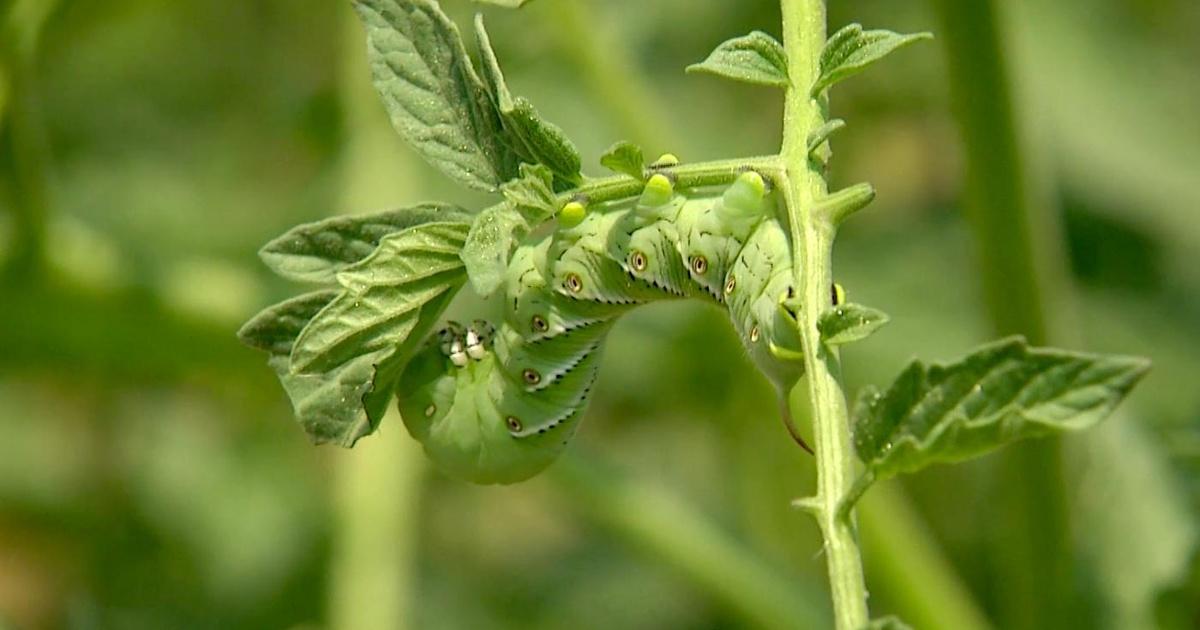 Virginia Home Grown | Garden Pests | Season 21 | Episode 5 | PBS