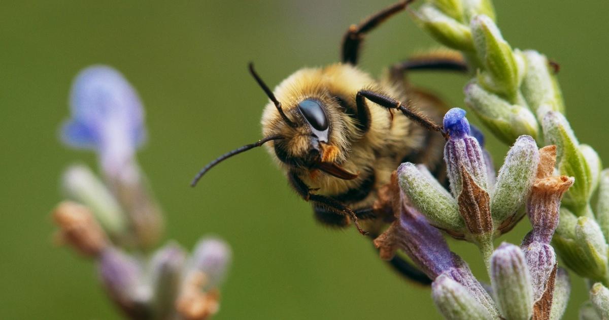 Human Footprint | Rusty-Patched Rescue: Saving America's Wild Bees ...