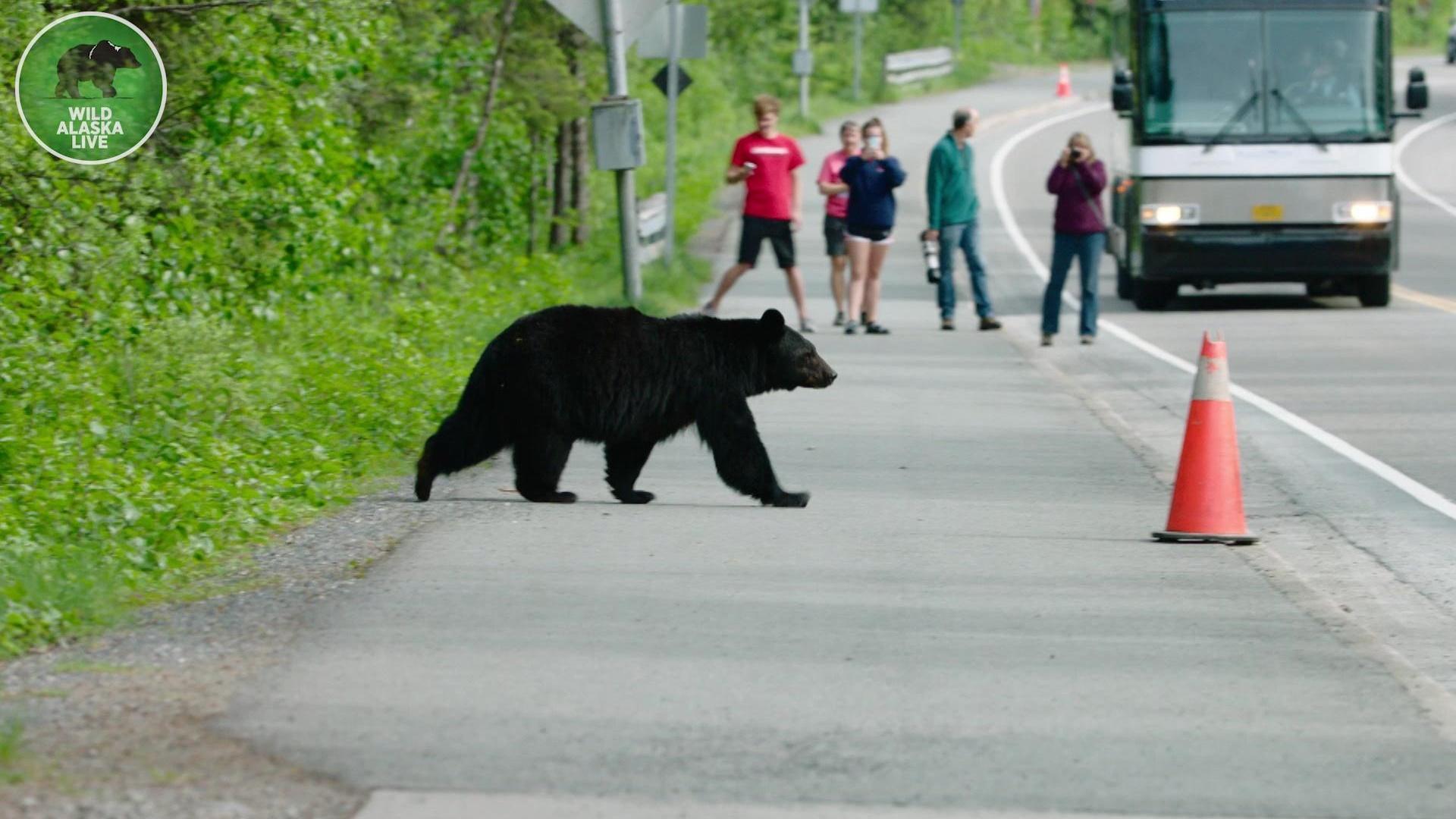Bears Using a Bear Crossing | Wild Alaska Live | THIRTEEN - New York Public Media