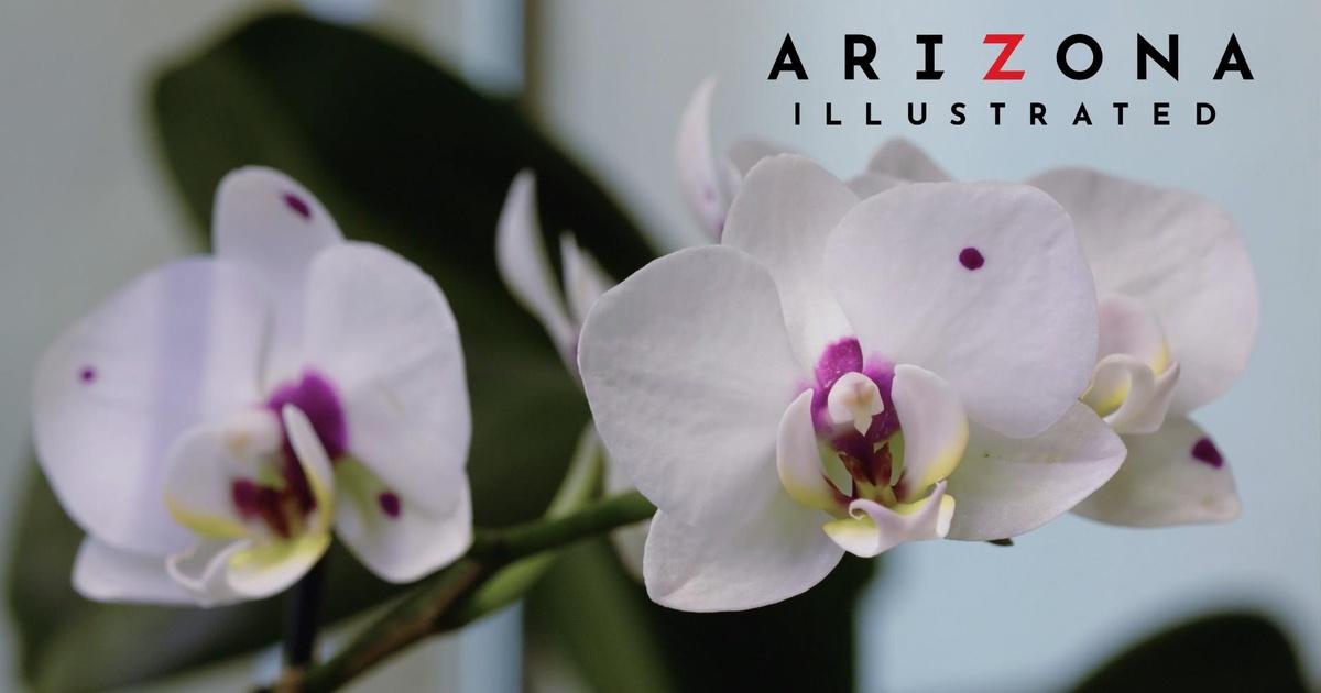 Arizona Illustrated | Orchids, Food, Housing | Season 2023 | Episode ...
