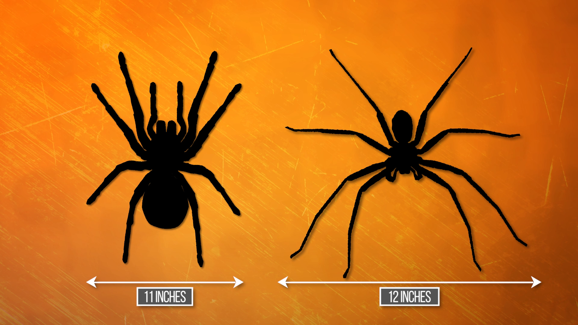 Giant Huntsman Spider Documentary
