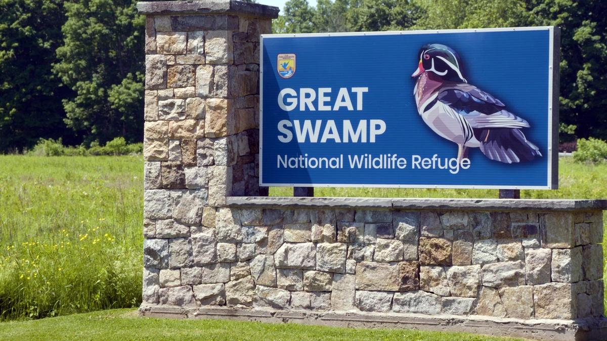 The Great Swamp | Treasures of New Jersey | NJ PBS