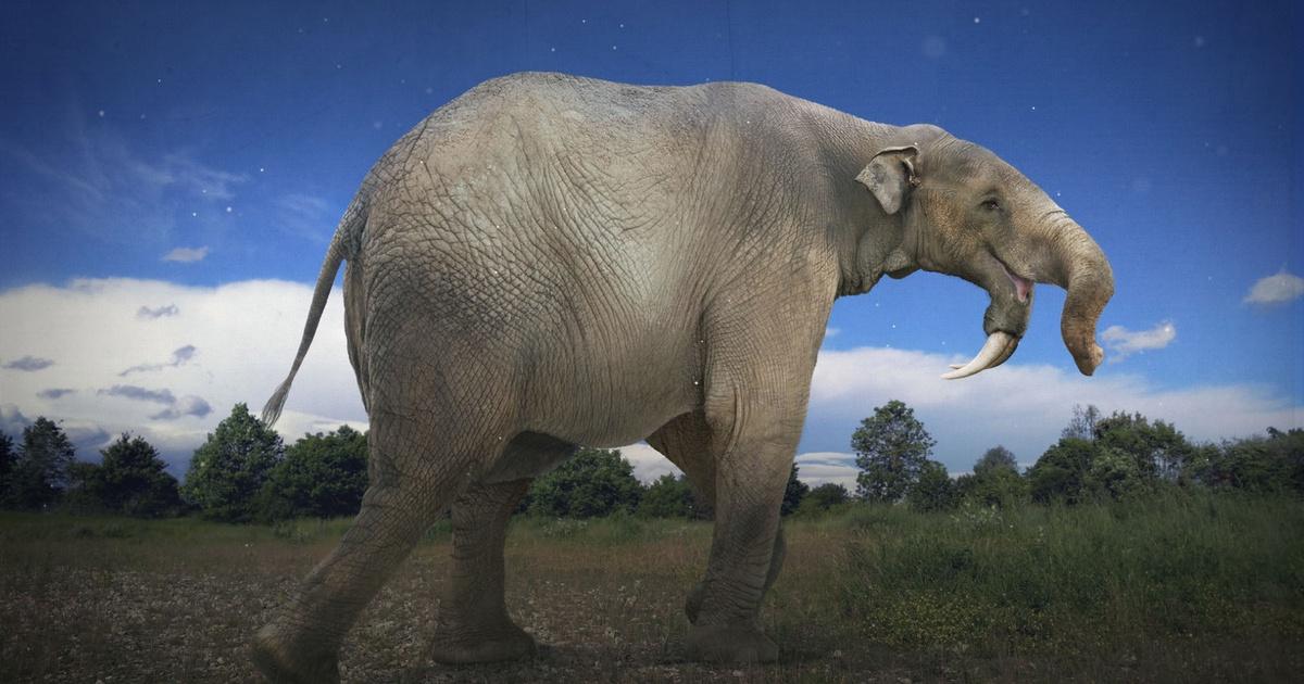 Eons | How The Elephant Got Its Trunk | Season 7 | Episode 4 | PBS