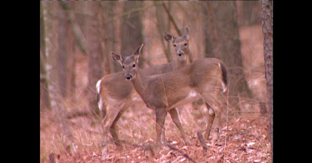 Discovering Alabama | White Tail Deer | PBS