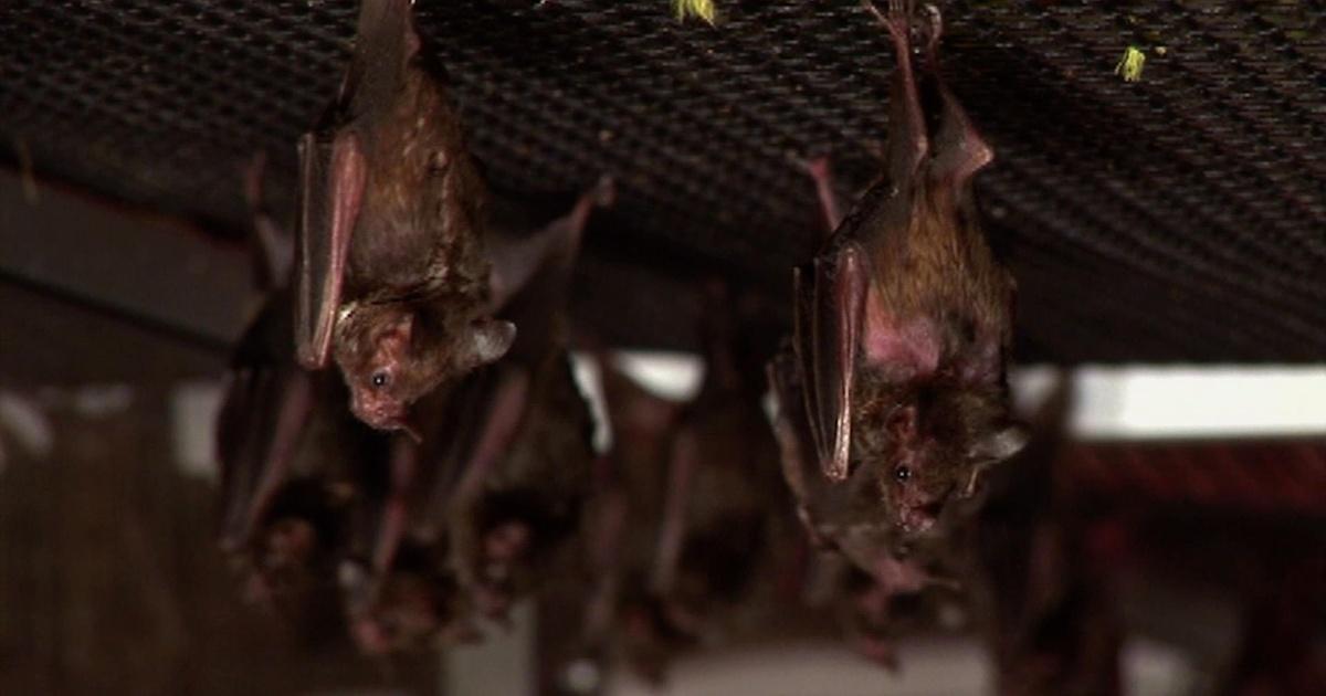 Discovering Alabama | Bats | PBS