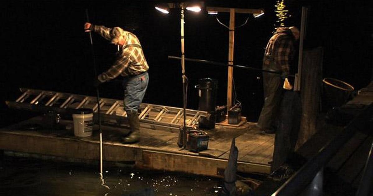 Maine Watch with Jennifer Rooks | Maine's Elver Fishery | PBS
