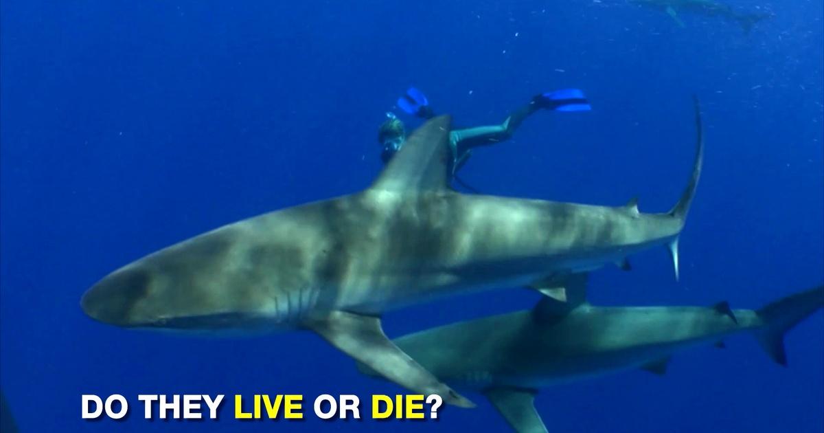 CET Science & Nature | PBS