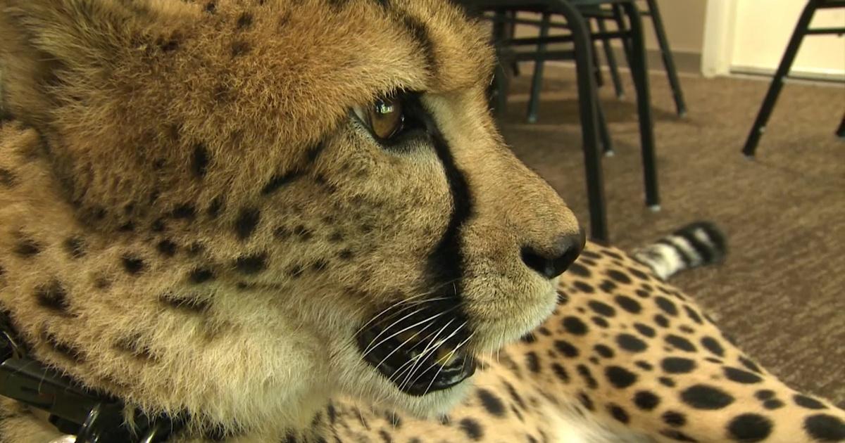 Showcase with Barbara Kellar | Cat Ambassador Program at the Cincinnati ...