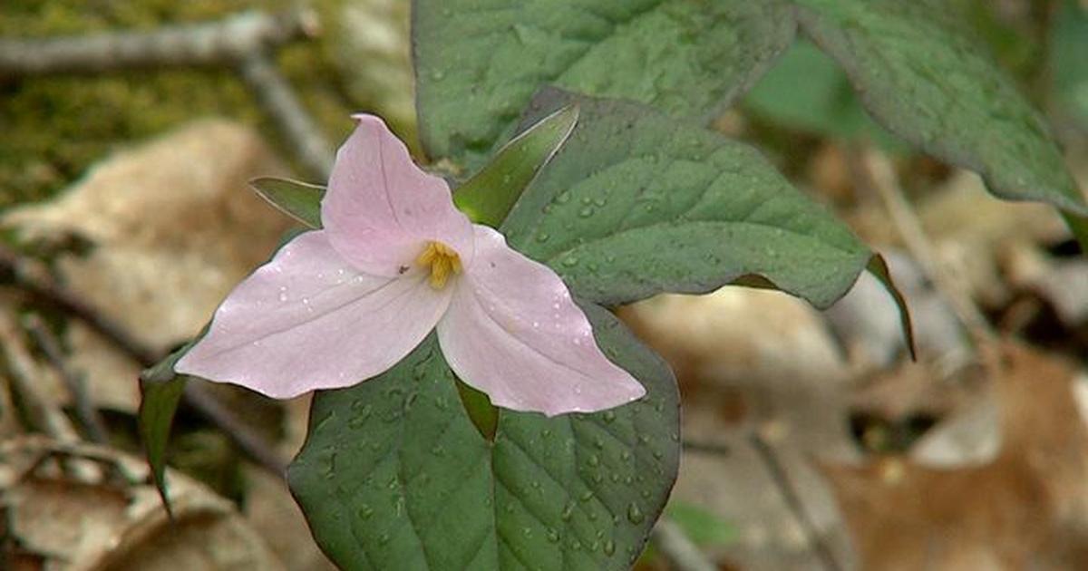 Virginia Home Grown | Dealing With Cold-damage; Native Plants (#1602 ...