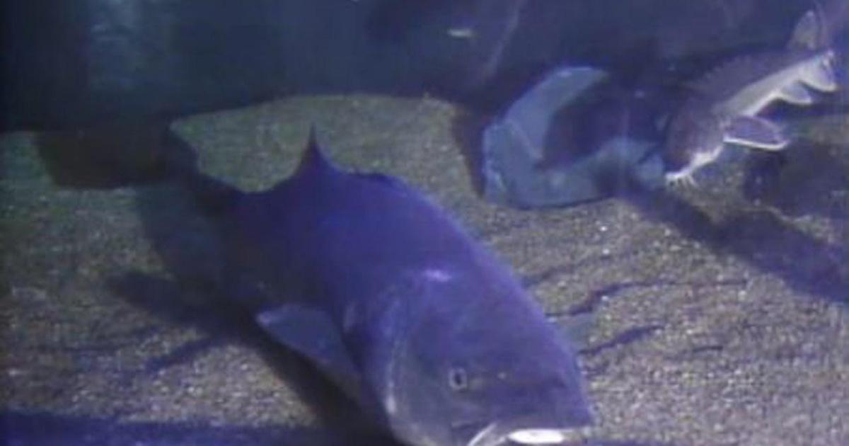 Up Close & Natural | Fish | PBS